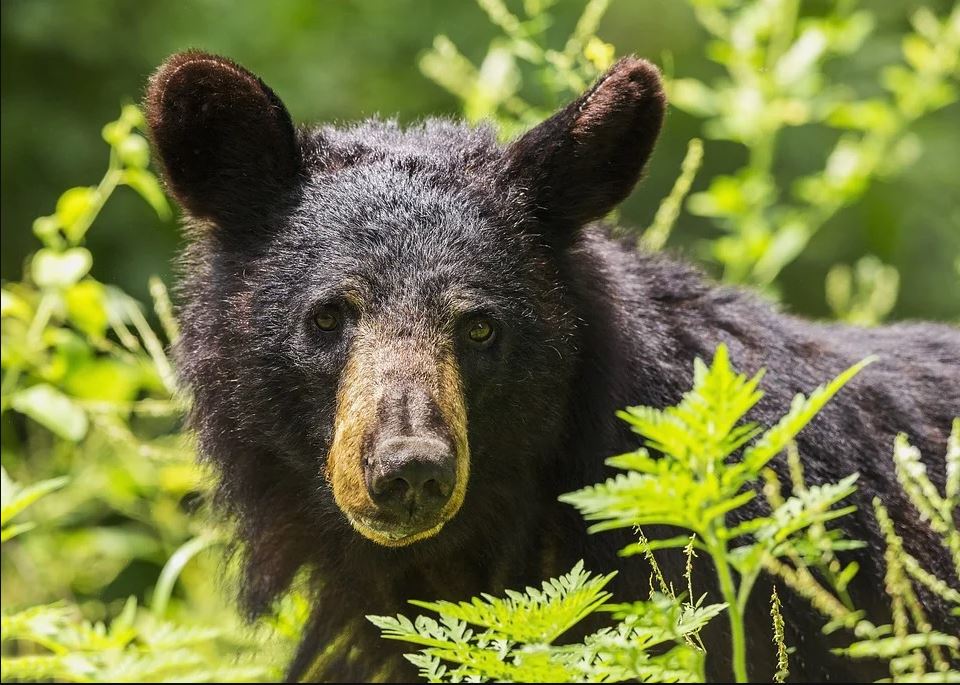 Black Bears - My musings... - Great Lakes EXPLORER
